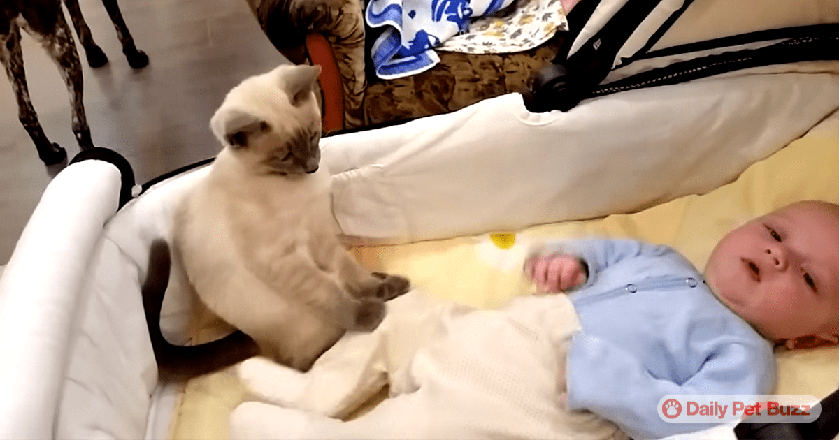 This Sweet Cat Attempting To Calm The Baby Deserves A Babysitting Award ...