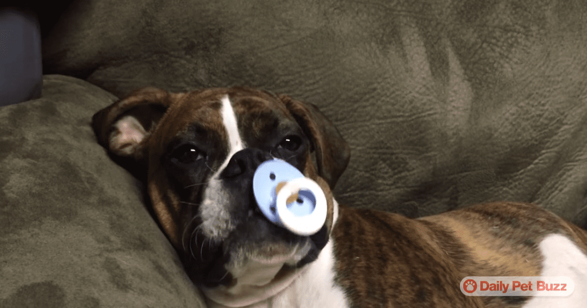 This Adorable Pup Proves She is Just a Big Baby – Pet Buzz