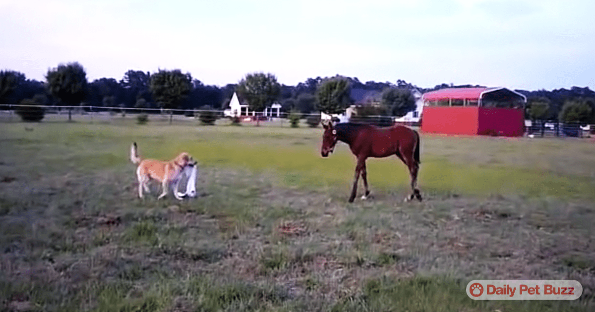 Rescued Foal And Her Canine Buddy Have A Blast Playing Tag And Tug-Of ...