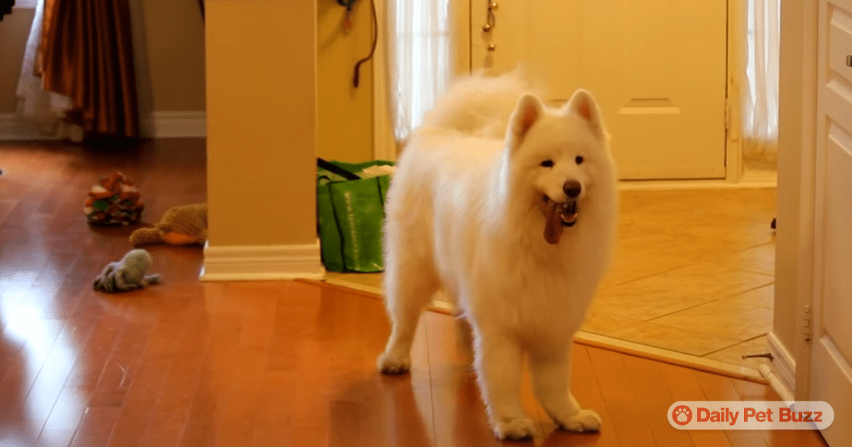 This Samoyed’s Happy Dance For Walk Time Will Brighten Your Day - Pet Buzz