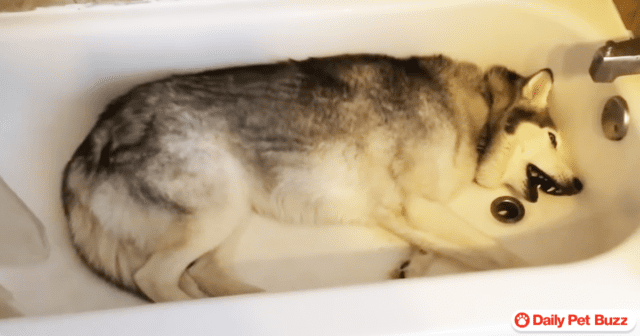 This Husky Throws A Tantrum When Mom Tells Him That It’s Time For The ...