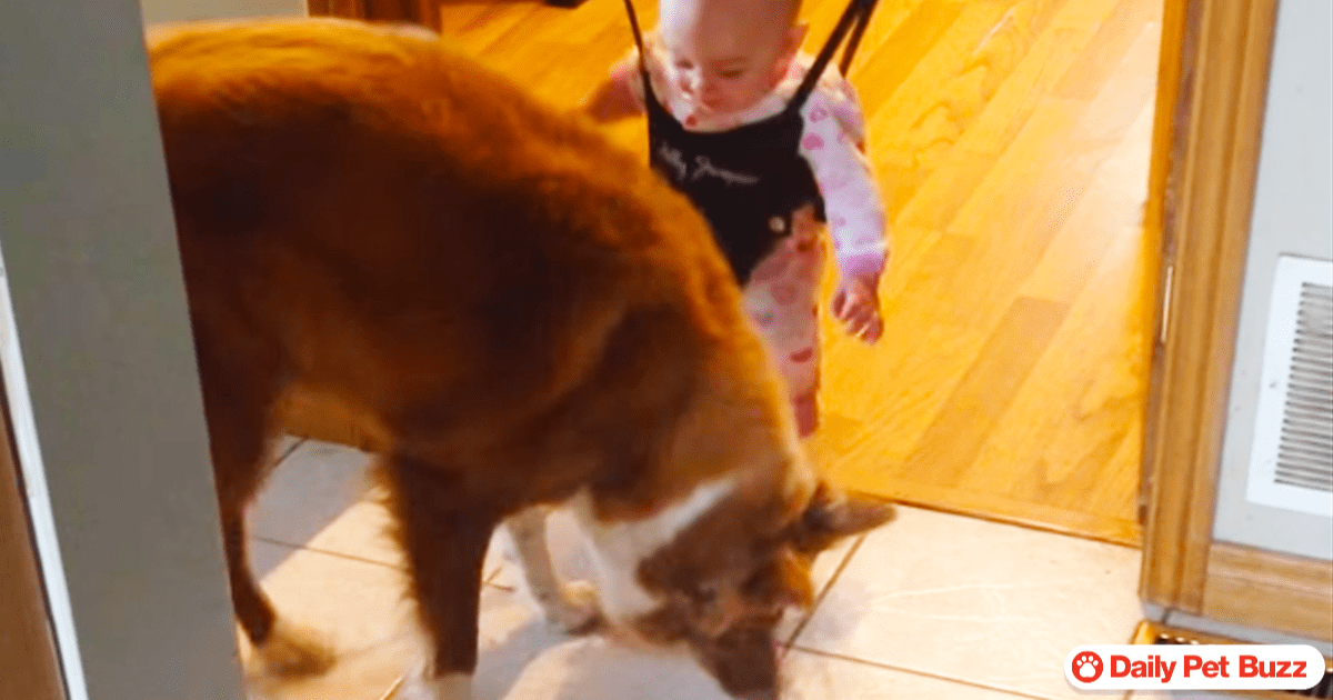 Family Dog Hilariously Hops Along With The Baby In The Jolly Jumper ...