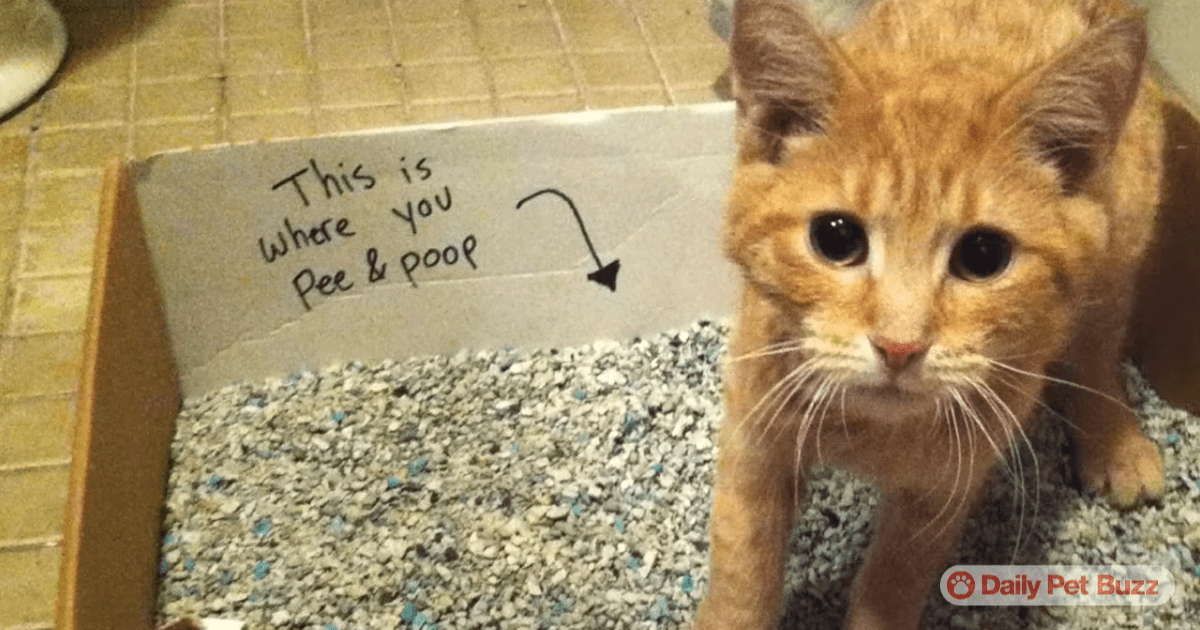 Man Sees Frozen Cat, Motionless On His Porch. After 6 Hours A Miracle ...