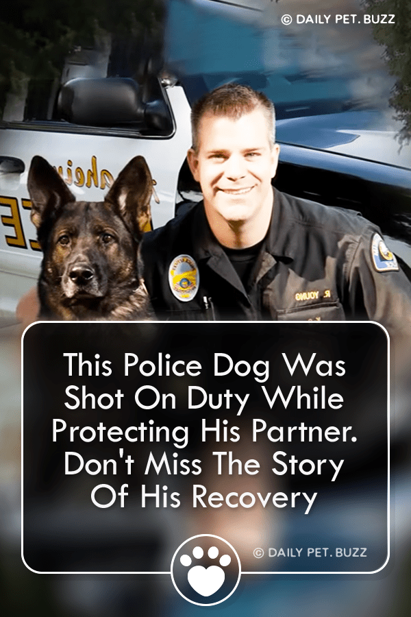 This Police Dog Was Shot On Duty While Protecting His Partner. Don’t ...