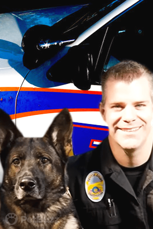 This Police Dog Was Shot On Duty While Protecting His Partner. Don’t ...