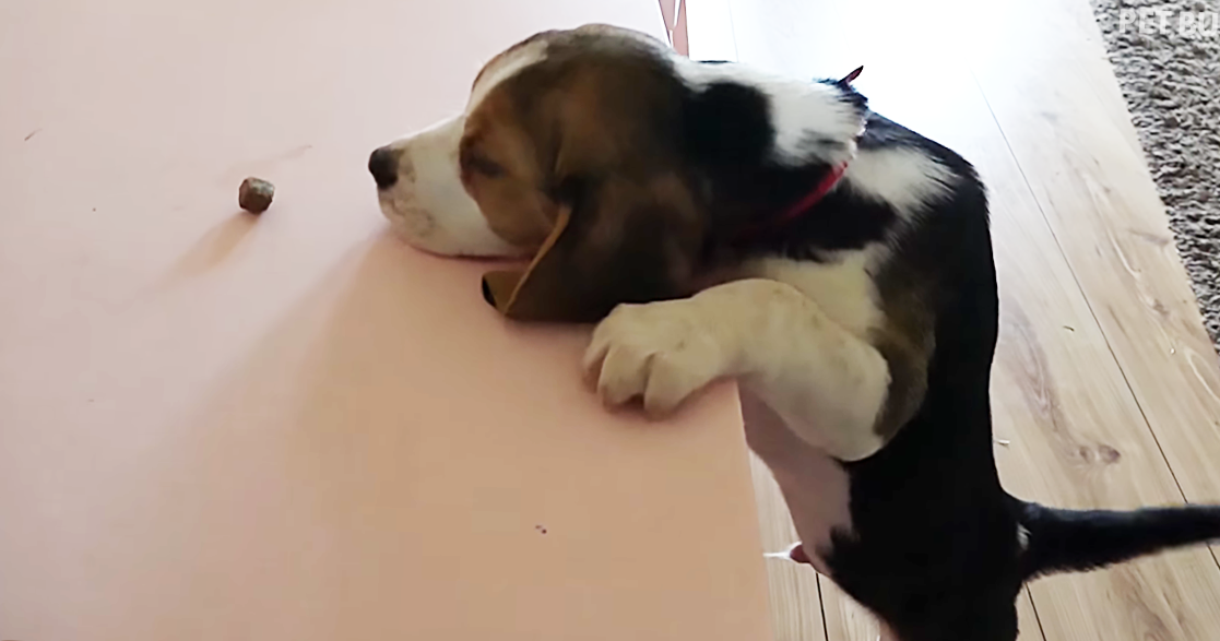 Charlie The Beagle Teaches His Little Brother Olie A Harsh Life Lesson ...