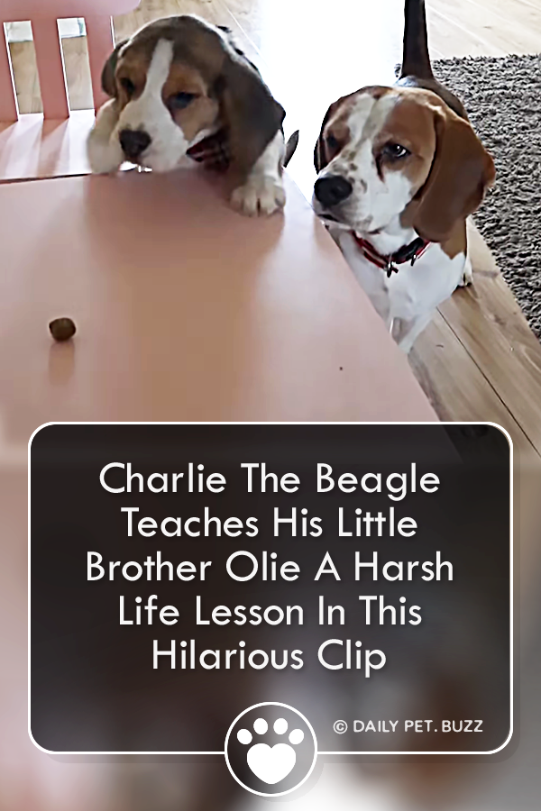 Charlie The Beagle Teaches His Little Brother Olie A Harsh Life Lesson ...