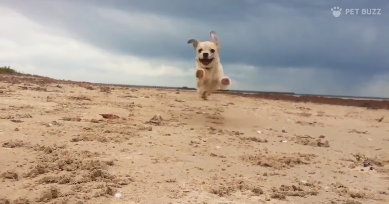 Compilation Of Dogs Running Into Cameras Is Honestly Hilarious – Pet Buzz