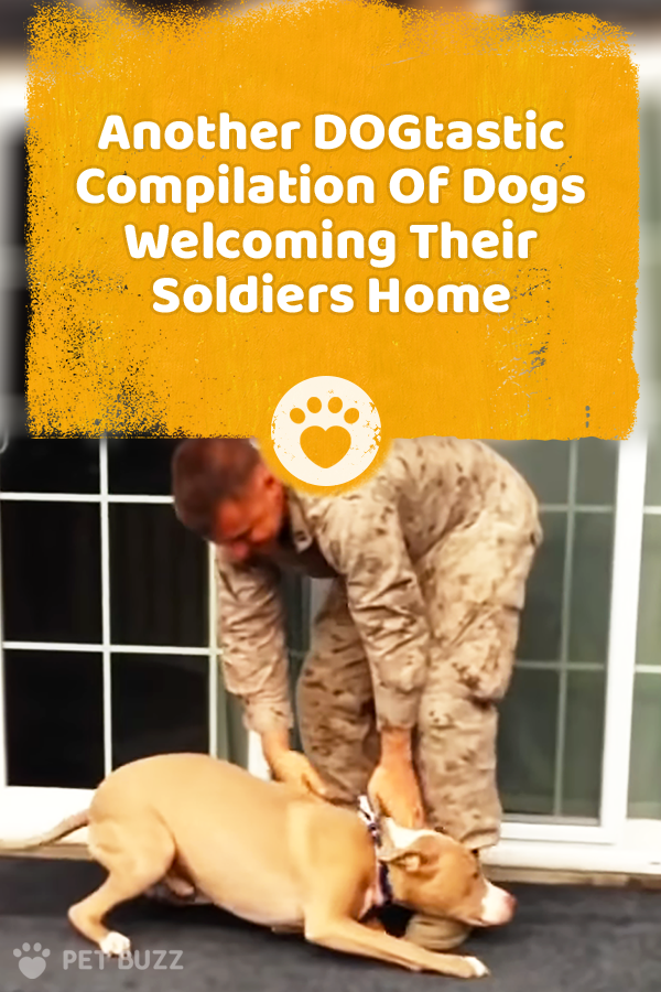 Another DOGtastic Compilation Of Dogs Welcoming Their Soldiers Home ...
