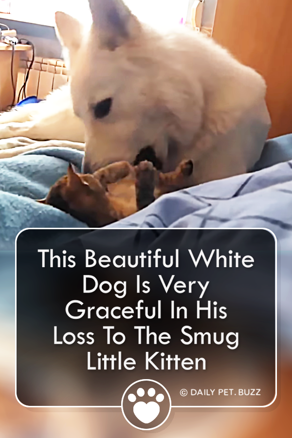 This Beautiful White Dog Is Very Graceful In His Loss To The Smug ...