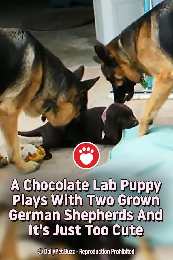 A Chocolate Lab Puppy Plays With Two Grown German Shepherds And It’s ...