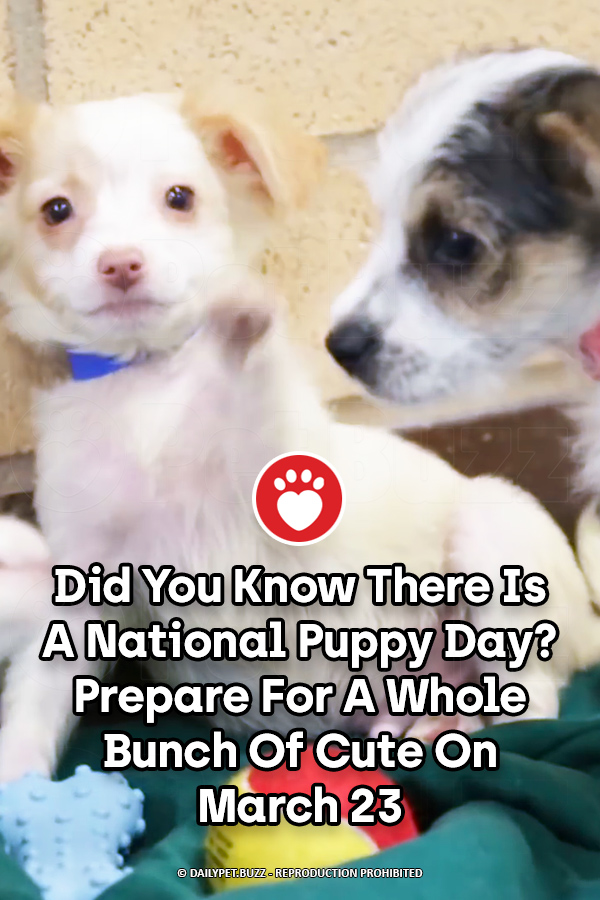 Did You Know There Is A National Puppy Day? Prepare For A Whole Bunch ...