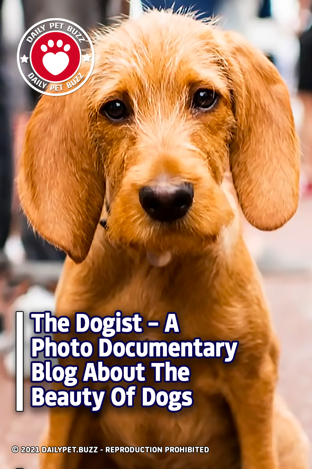 The Dogist – A Photo Documentary Blog About The Beauty Of Dogs | Pet Buzz