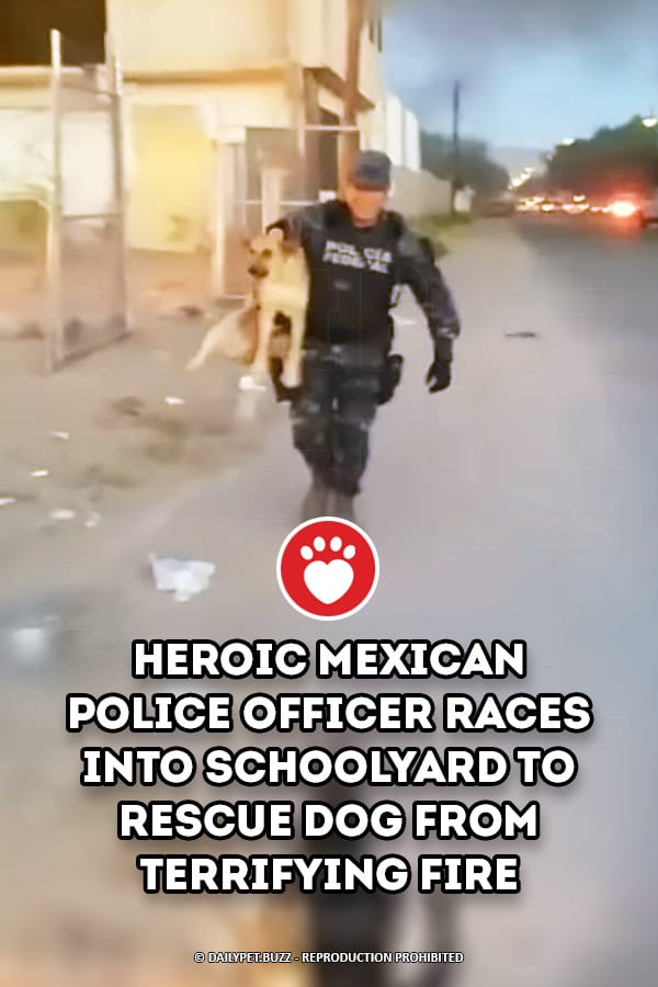 Heroic Mexican Police Officer Races Into Schoolyard To Rescue Dog From ...