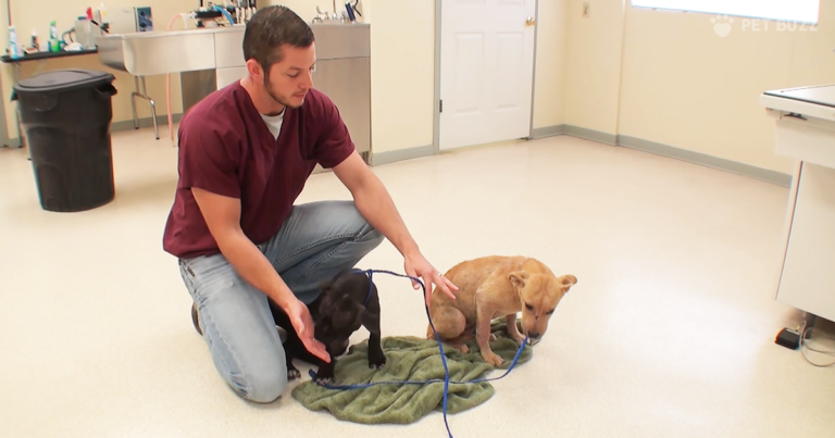 Dr. Matt And The Vet Ranch Team Save Two Sick 4-Month-Old Puppies From ...