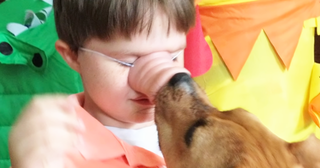Xena The Pitbull Accidentally Became The BFF Of This Sweet Boy With ...