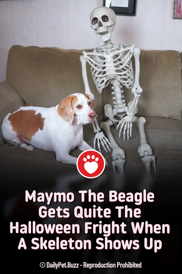 Maymo The Beagle Gets Quite The Halloween Fright When A Skeleton Shows Up – Pet Buzz