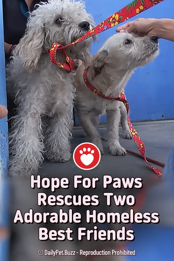 Hope For Paws Rescues Two Adorable Homeless Best Friends | Pet Buzz