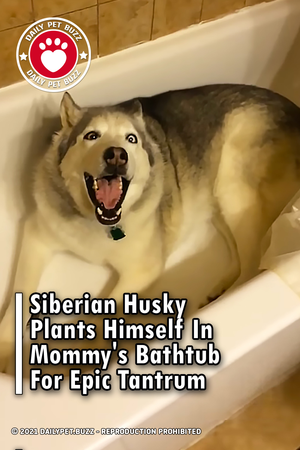 Siberian Husky Plants Himself In Mommy’s Bathtub For Epic Tantrum – Pet ...