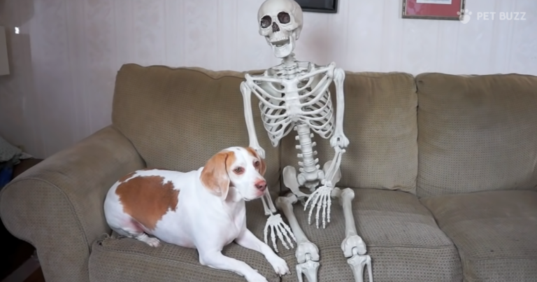 Maymo The Beagle Gets Quite The Halloween Fright When A Skeleton Shows Up – Pet Buzz