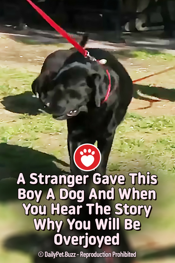 A Stranger Gave This Boy A Dog And When You Hear The Story Why You Will ...