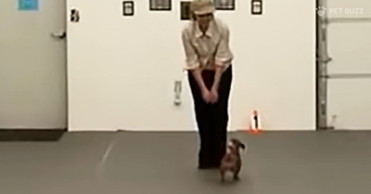 Henrietta The Dachshund Shows Off Some Snazzy Dance Moves With Mom ...