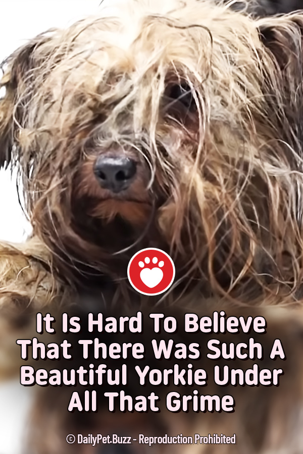 It Is Hard To Believe That There Was Such A Beautiful Yorkie Under All ...
