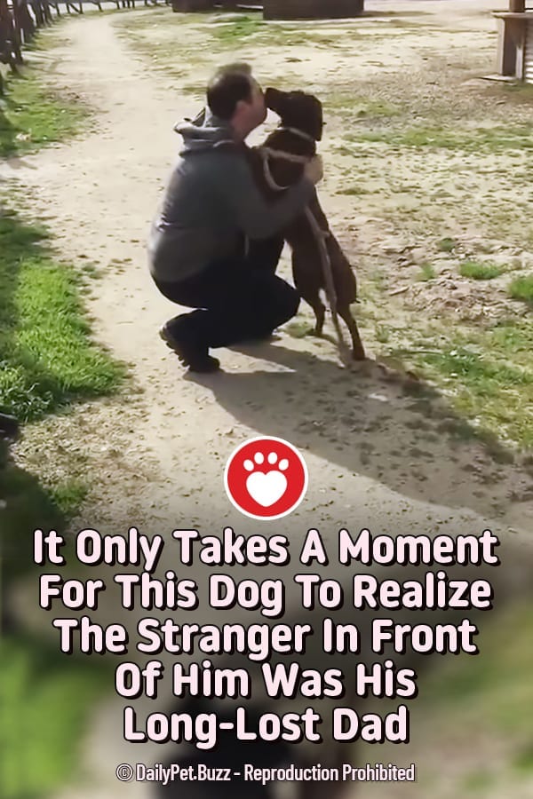 It Only Takes A Moment For This Dog To Realize The Stranger In Front Of ...