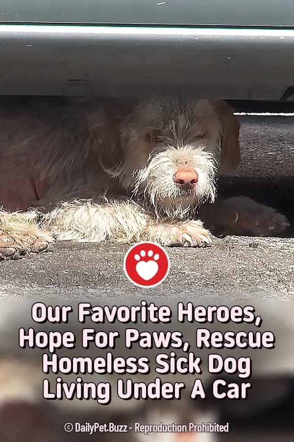 Our Favorite Heroes, Hope For Paws, Rescue Homeless Sick Dog Living ...