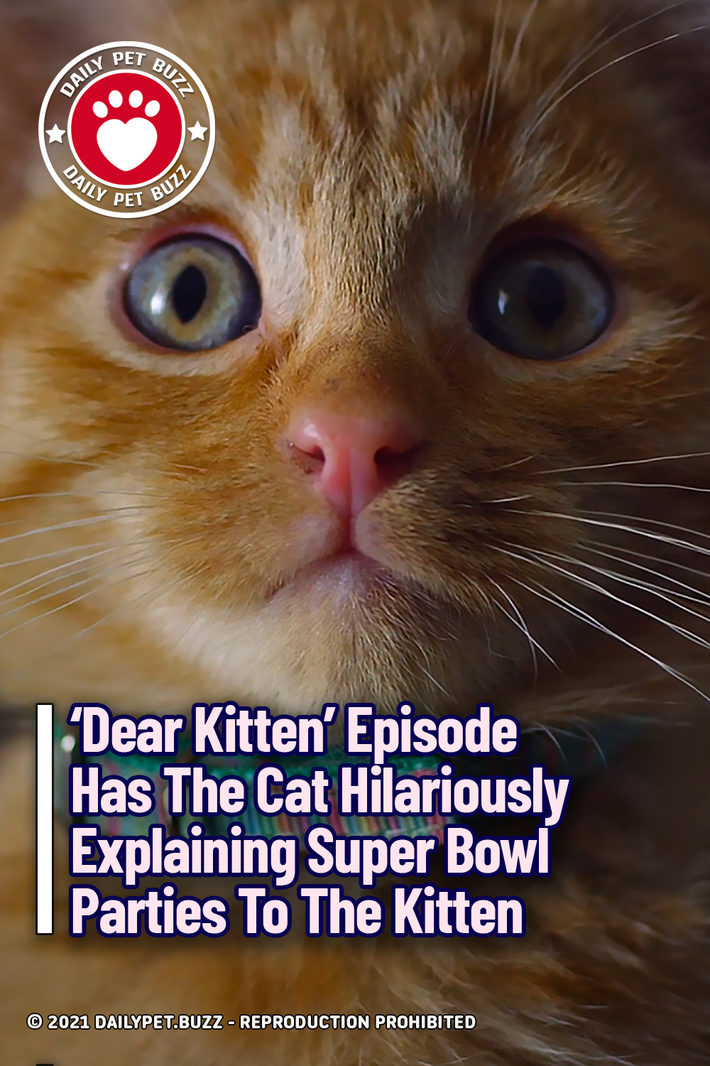 'Dear Kitten' Episode Has The Cat Hilariously Explaining Super Bowl ...