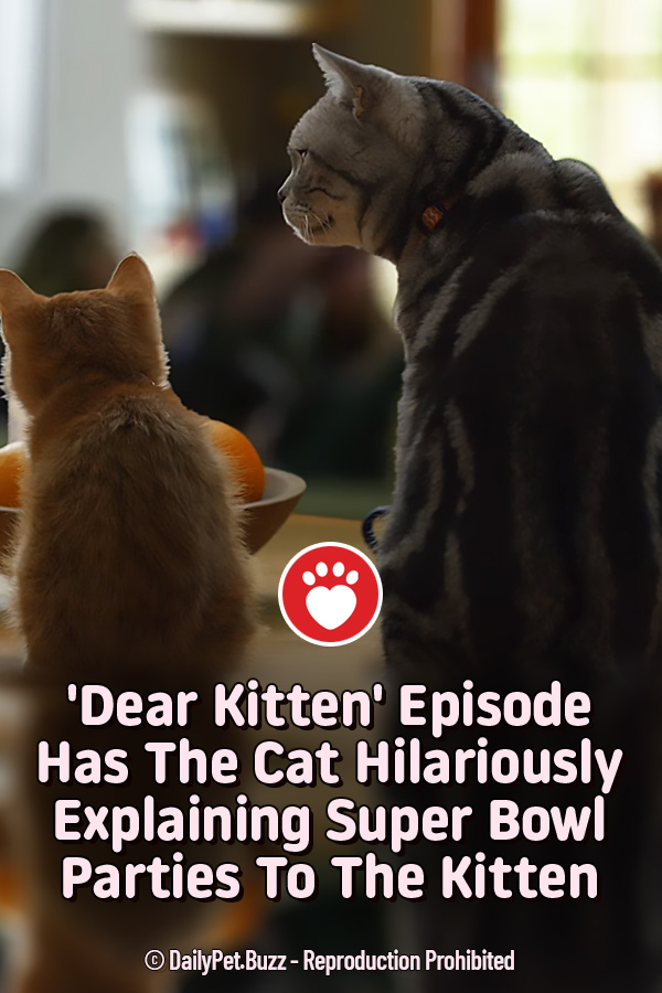 ‘Dear Kitten’ Episode Has The Cat Hilariously Explaining Super Bowl ...