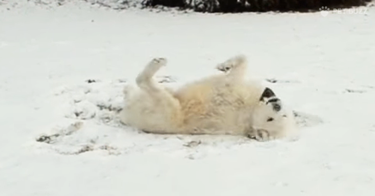 Dogs Making Snow Angels Are What Winter Was Made For – Pet Buzz