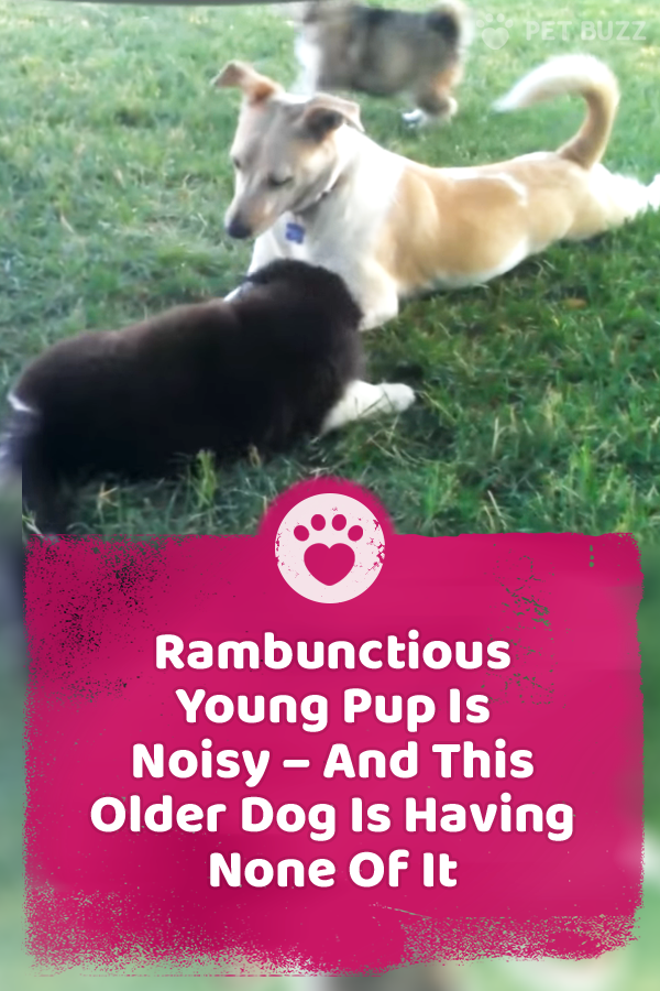 Rambunctious Young Pup Is Noisy – And This Older Dog Is Having None Of ...