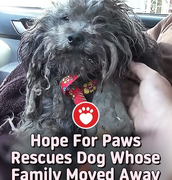 Hope For Paws Rescues Dog Whose Family Moved Away Without Him - Pet Buzz