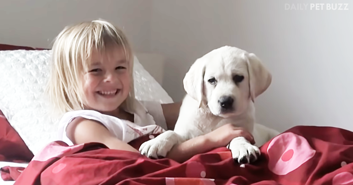 This Little Girl And Her Beautiful White Labrador Puppy Should Be In ...