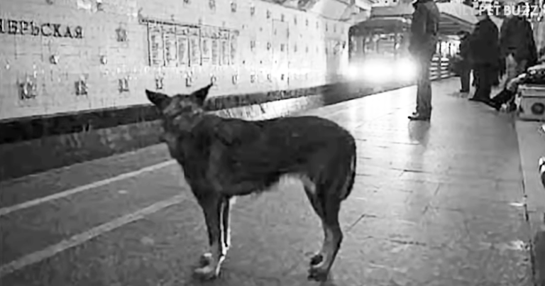 Stray Dogs In Moscow Have Learned To Take The Train To Prime Begging ...