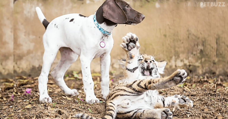 This Delightfully Odd Friendship Between Dog And Tiger Cub Is Sure To ...