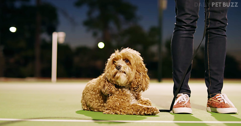 Australian Commercial By Pedigree Reminds Us How Our Dogs Make Our ...