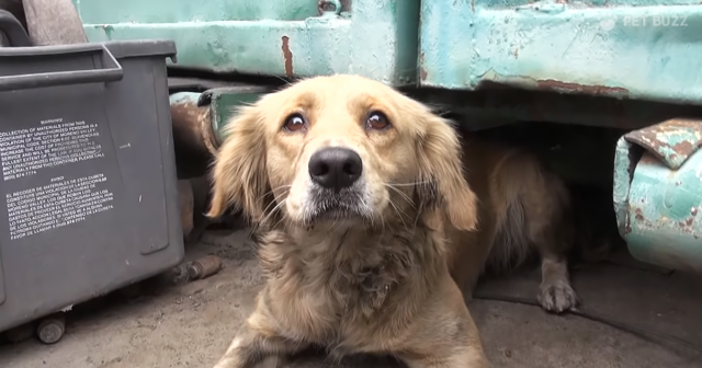 Hope For Paws Spent Five Days Rescuing Clarabelle The Homeless Golden ...