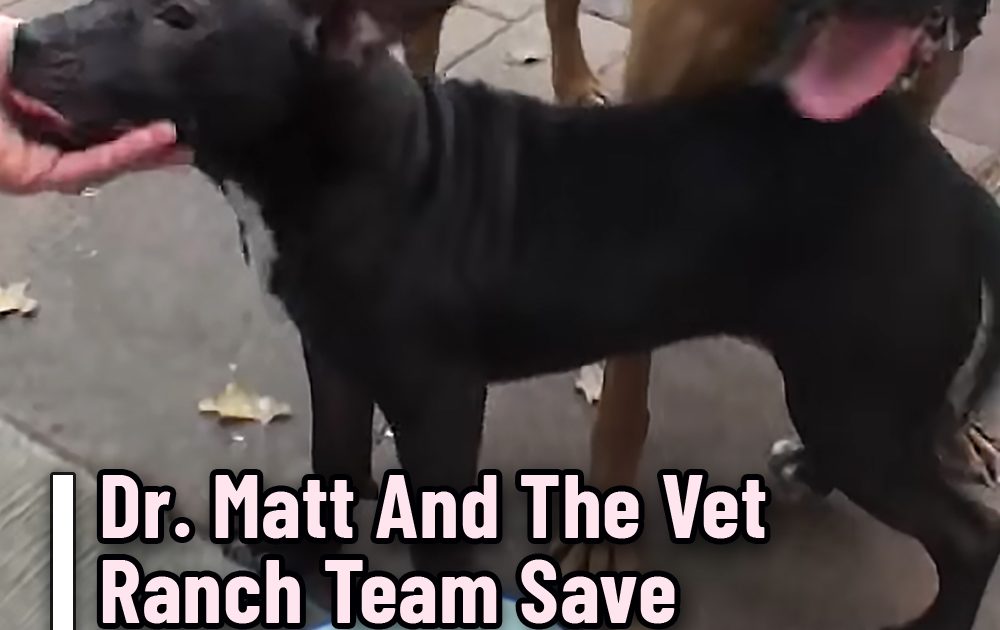 Dr. Matt And The Vet Ranch Team Save Two Sick 4-Month-Old Puppies From ...
