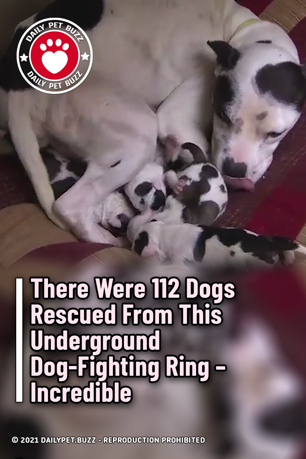 There Were 112 Dogs Rescued From This Underground Dog-Fighting Ring ...