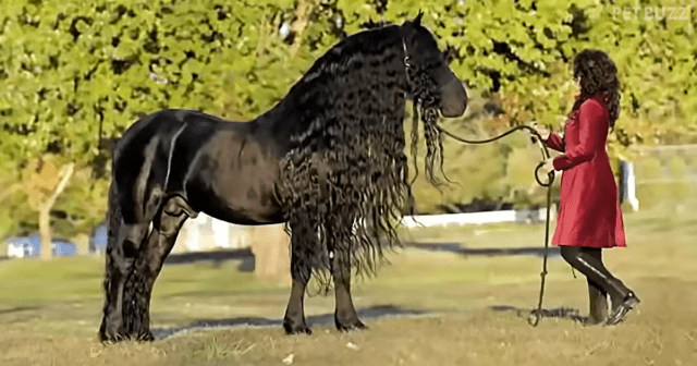Frederick The Great, A Freisian Stallion, Is The Epitome Of Style And ...