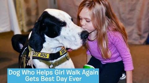 Colossal Great Dane Helps A Small Girl With A Rare Condition Walk Again ...