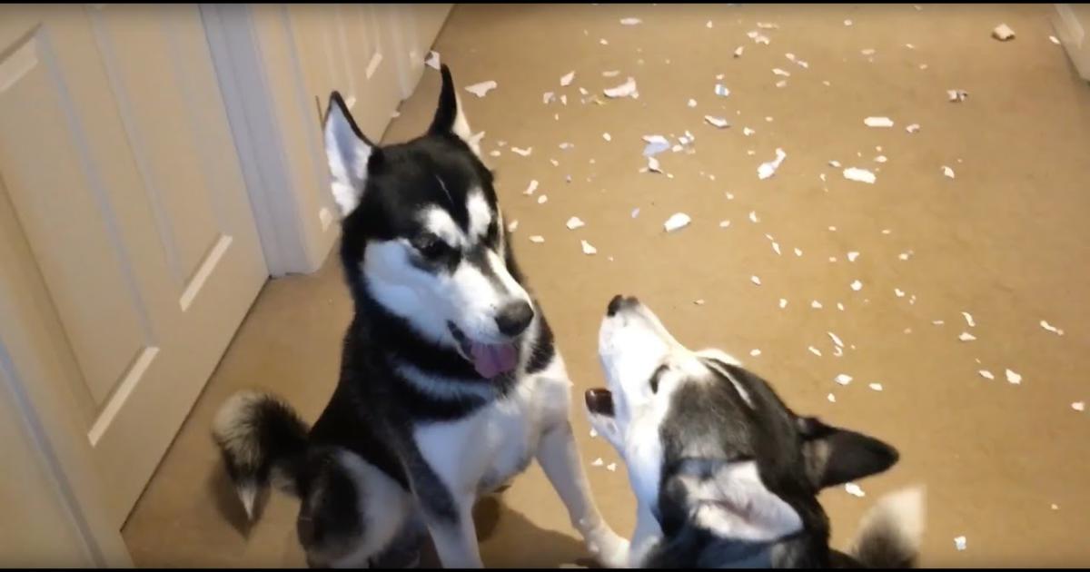 Dad Confronts His Two Guilty Huskies About A Huge Mess. They Respond ...