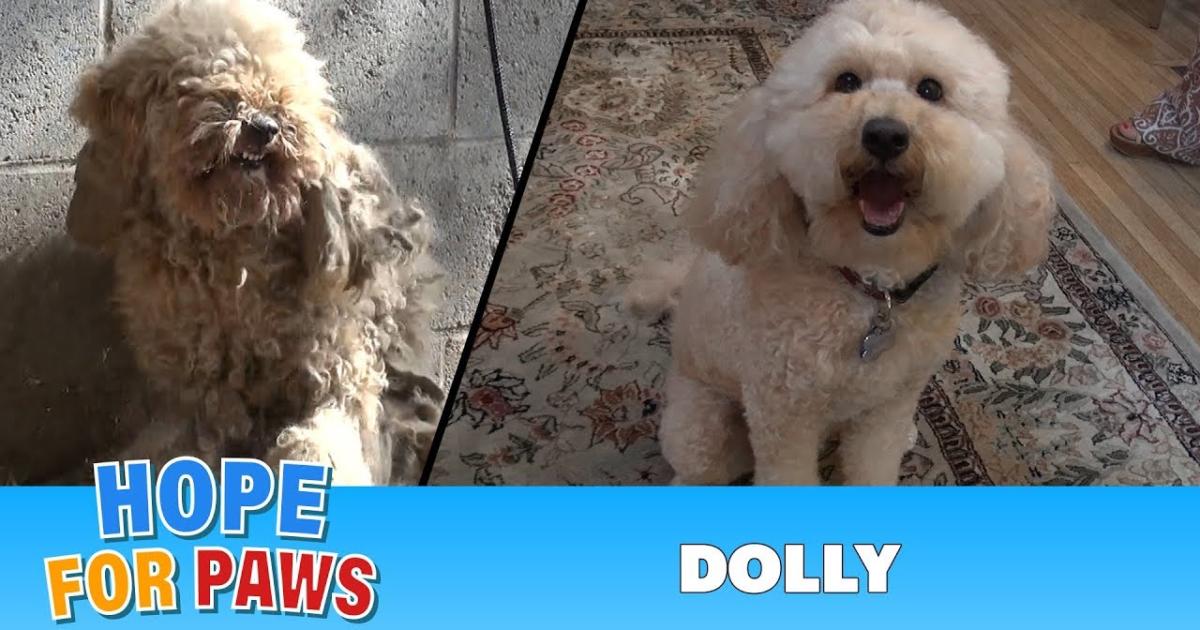 He Lets A Homeless Poodle Into His Car. Now Keep Your Eyes On The ...