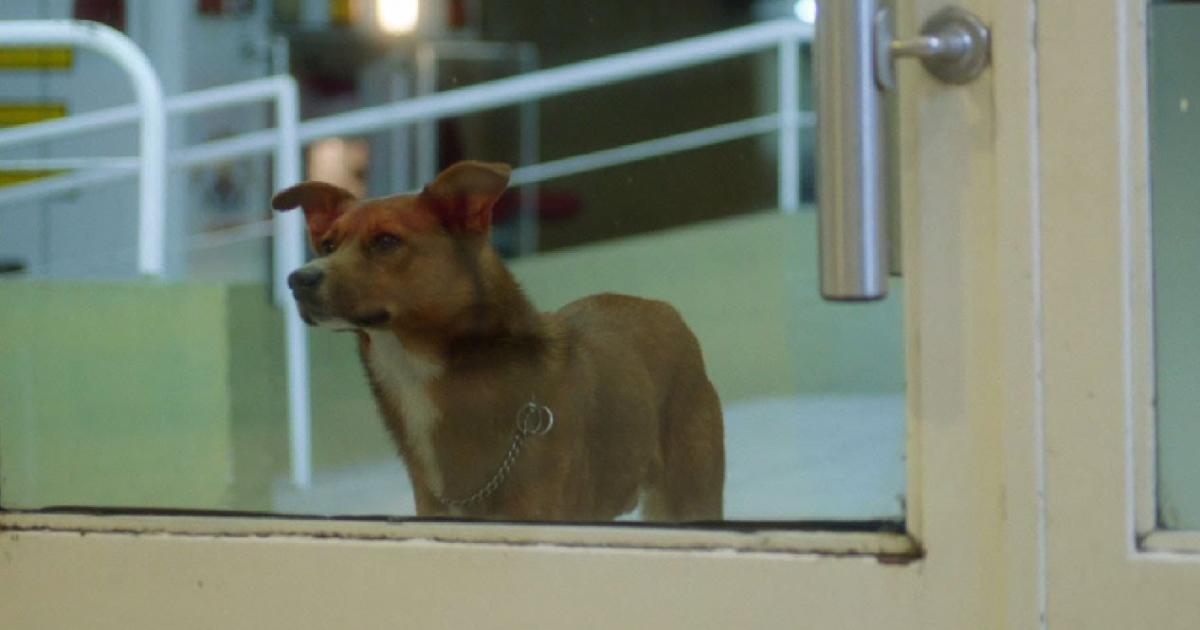 His Owner Has A Heart Attack And Is Rushed To The Hospital. But Pay ...