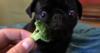 This Clip Of A Pug Eating Broccoli Is Laugh-Out-Loud Funny - Pet Buzz