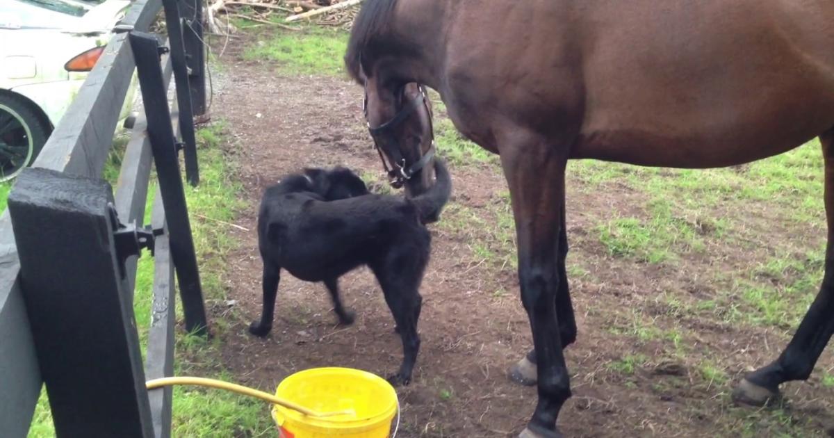Sweet Black Labrador Loves Playing In The Paddock With His Horse Buddy ...