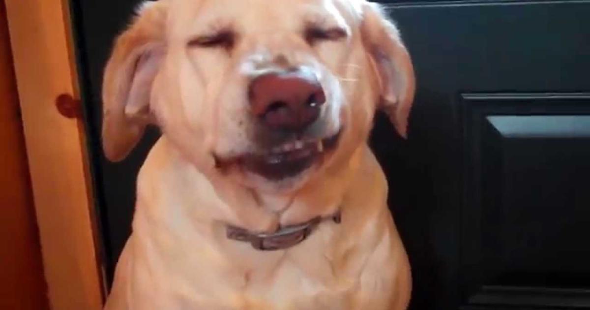 One Of His Dogs Made A Mess… You Won’t Believe The Dog’s Reaction ...