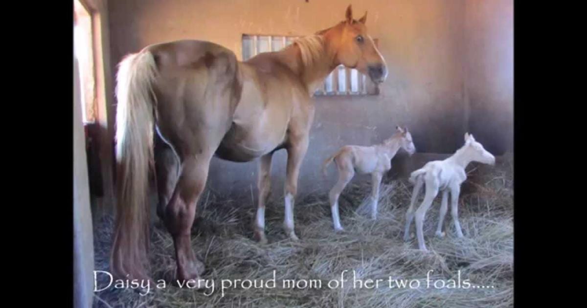 This Palomino Foal Was Born Surprisingly Tiny. Watch And See Why | Pet Buzz